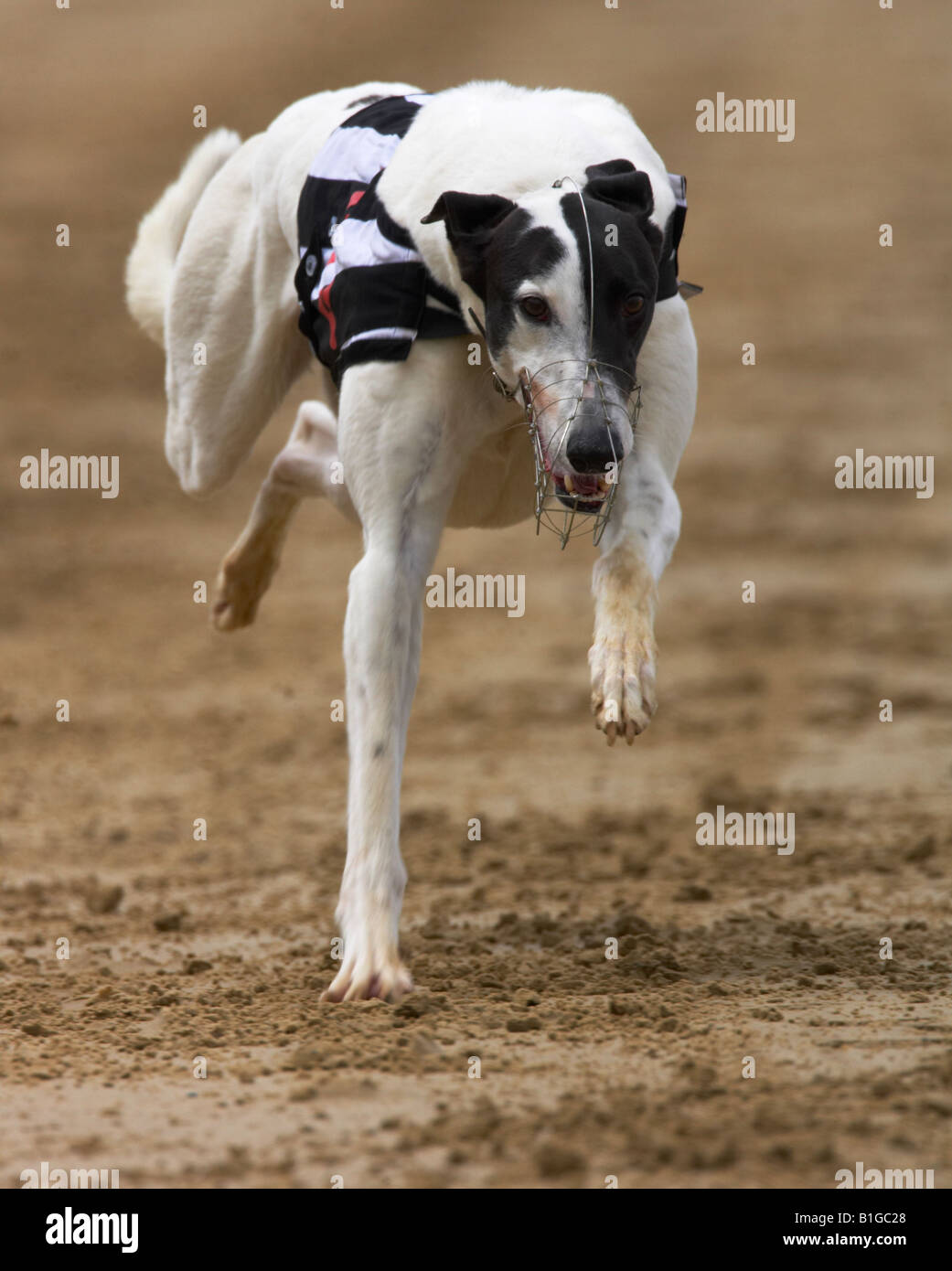 Greyhound dog racing Stock Photo - Alamy