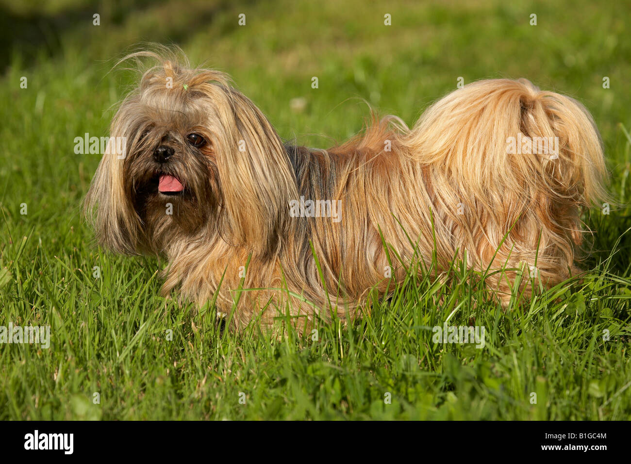 Shih tzu portrait Stock Photo - Alamy