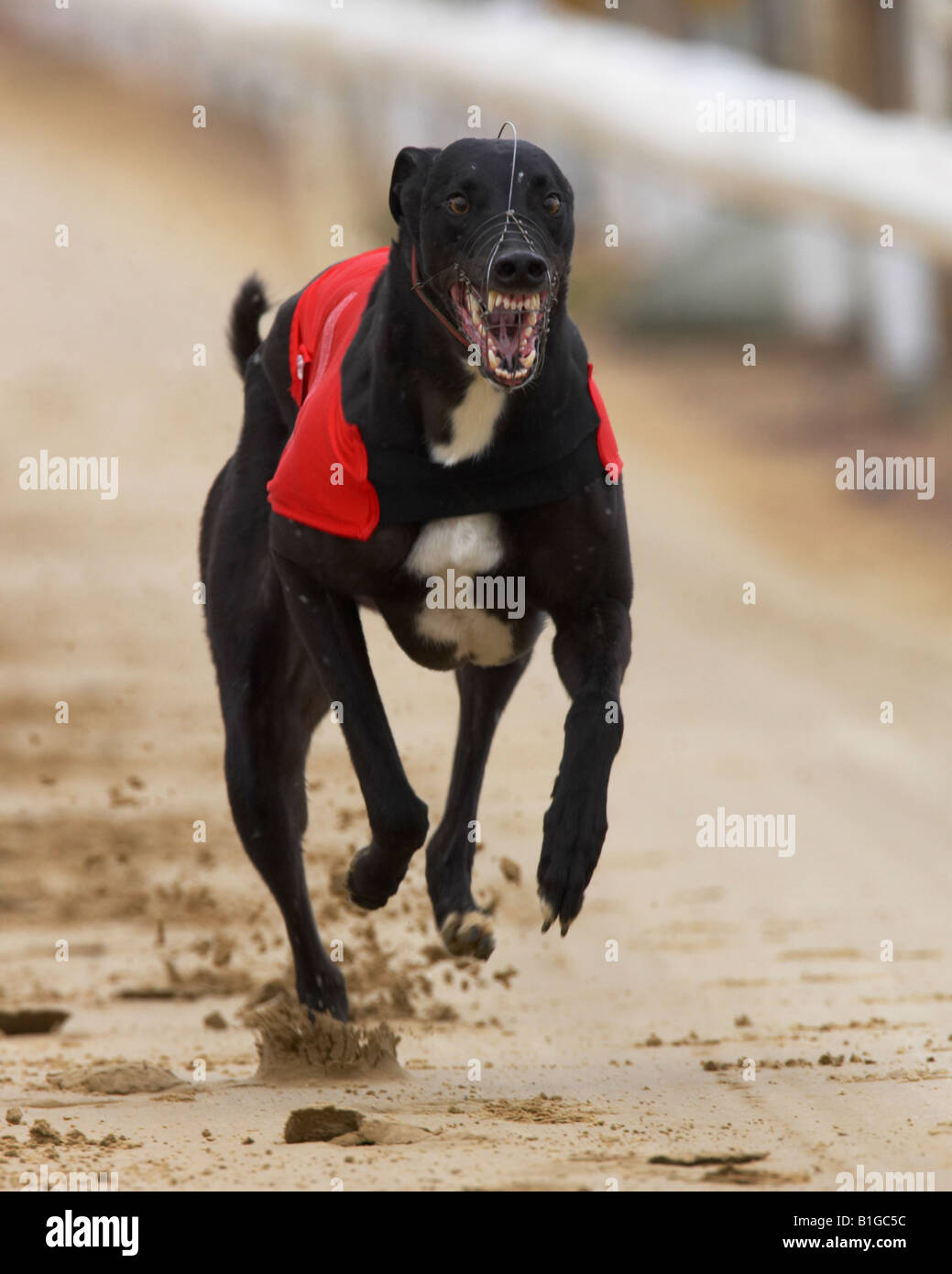 Greyhound dog racing Stock Photo - Alamy