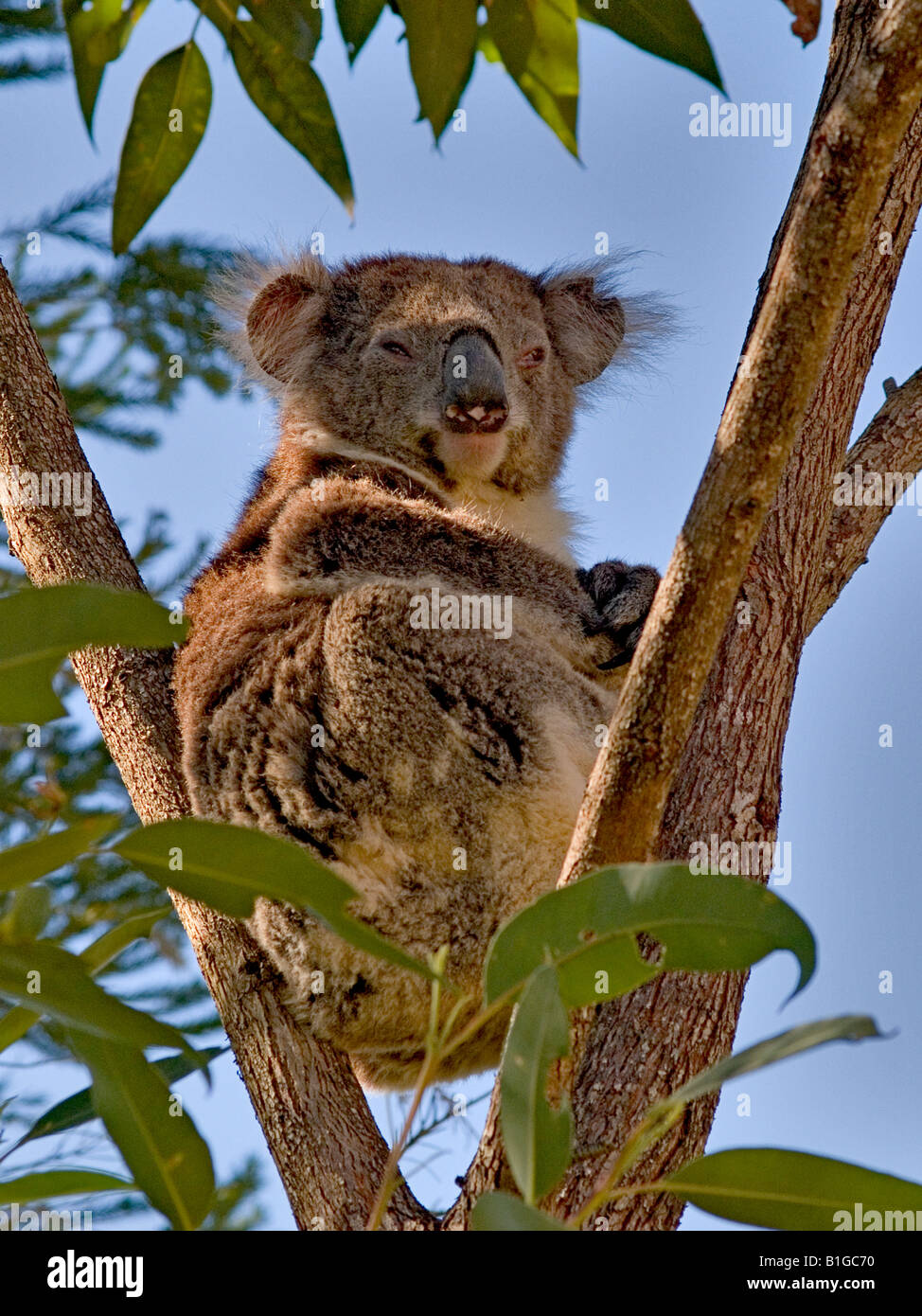 Koala Phascolarctus cinereus Australia in gum tree Stock Photo - Alamy