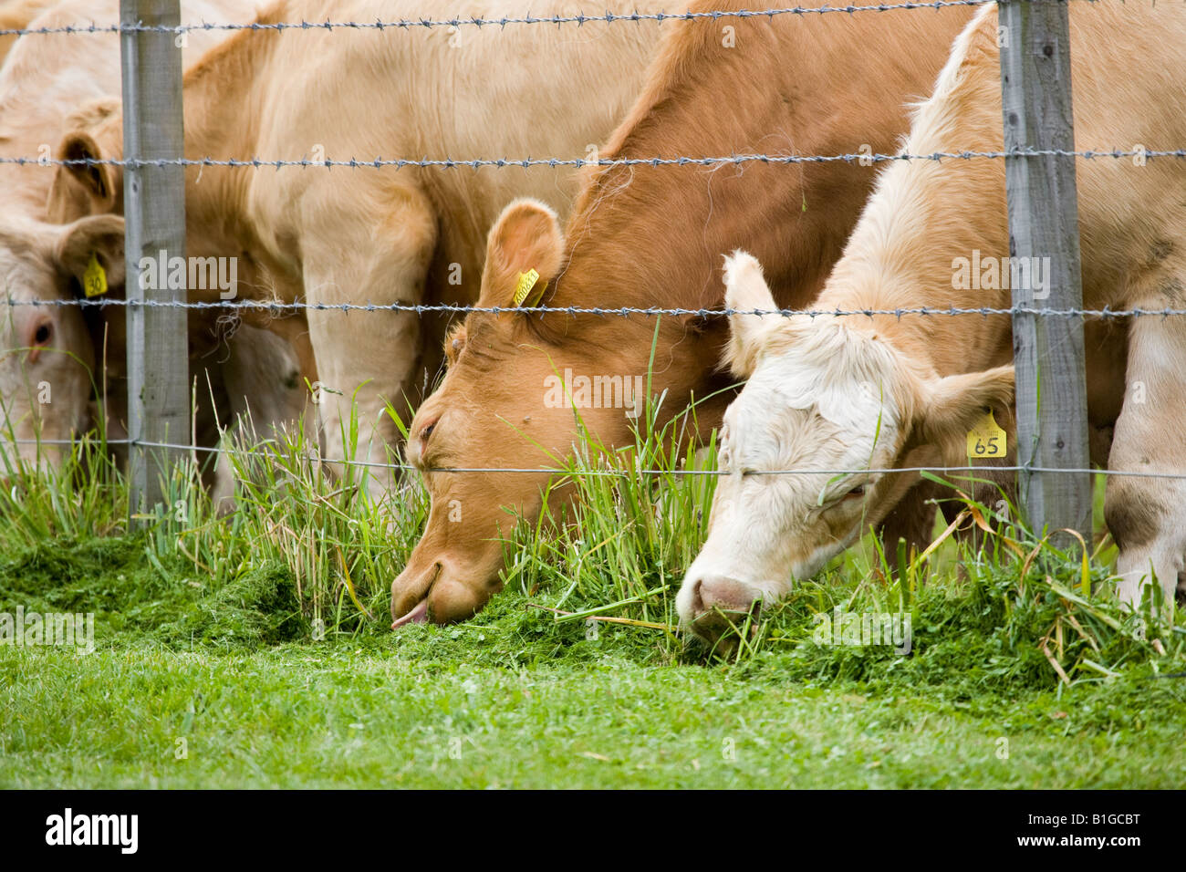"The grass is greener on the other side" RoadsideCows eating grass ...