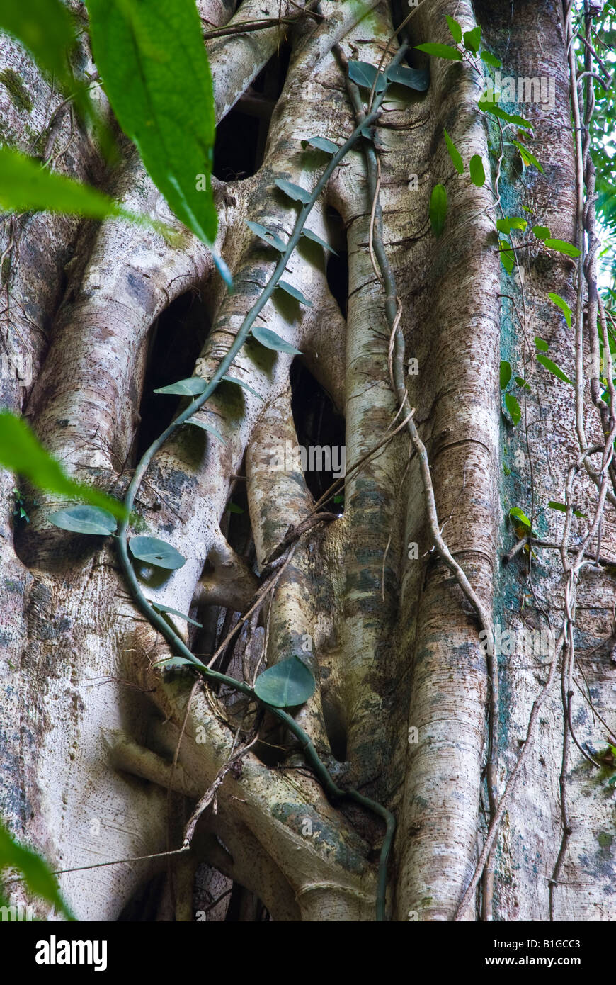 Strangler fig vine in rainforest hi-res stock photography and images ...