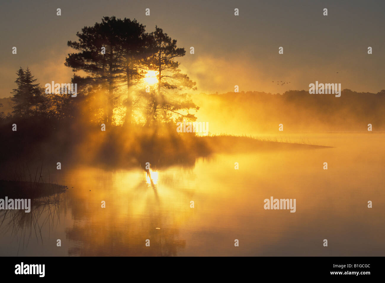Sunrise and geese over lake Minnesota USA Stock Photo - Alamy