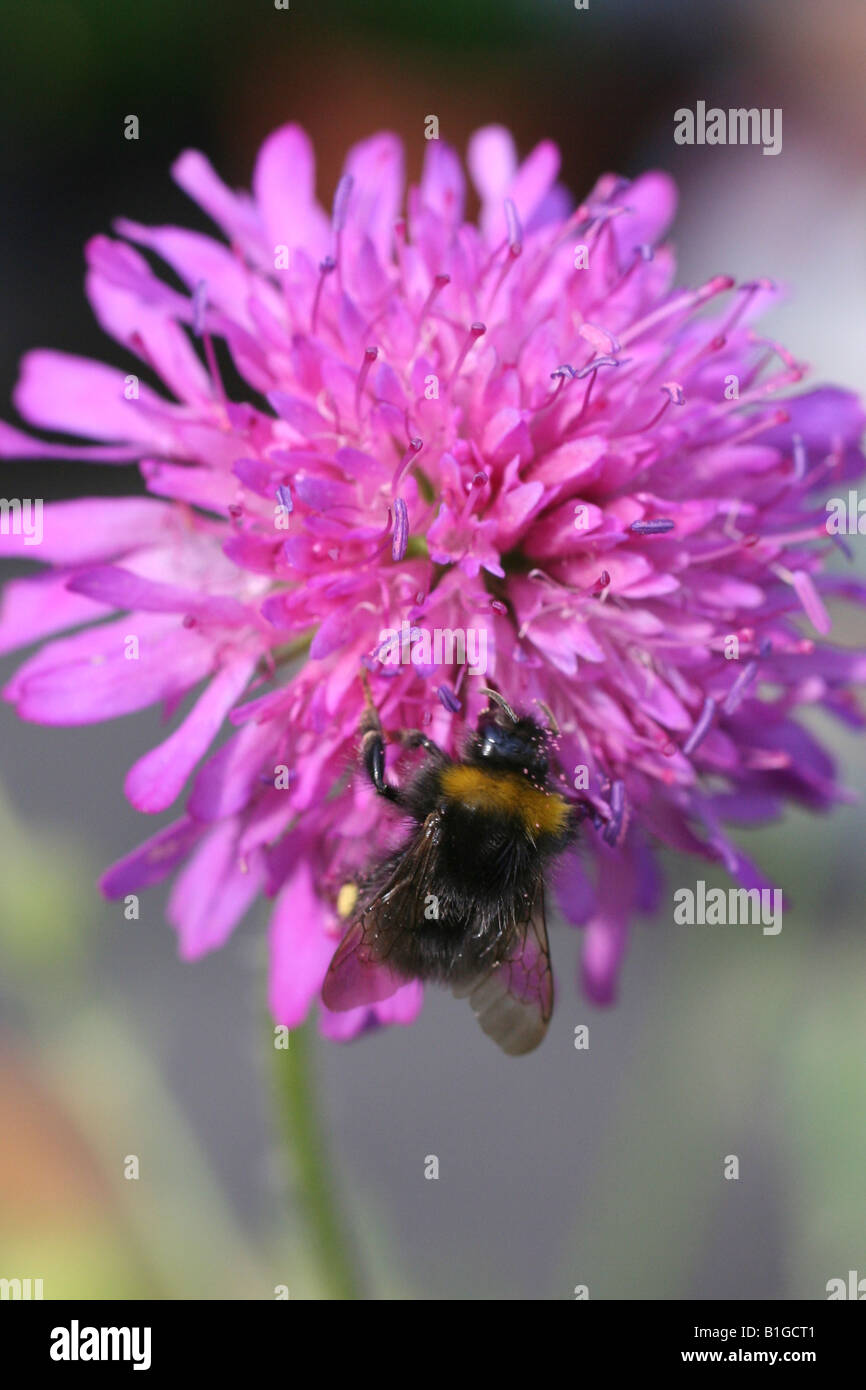 Bee pollinating purple flower hi-res stock photography and images - Alamy