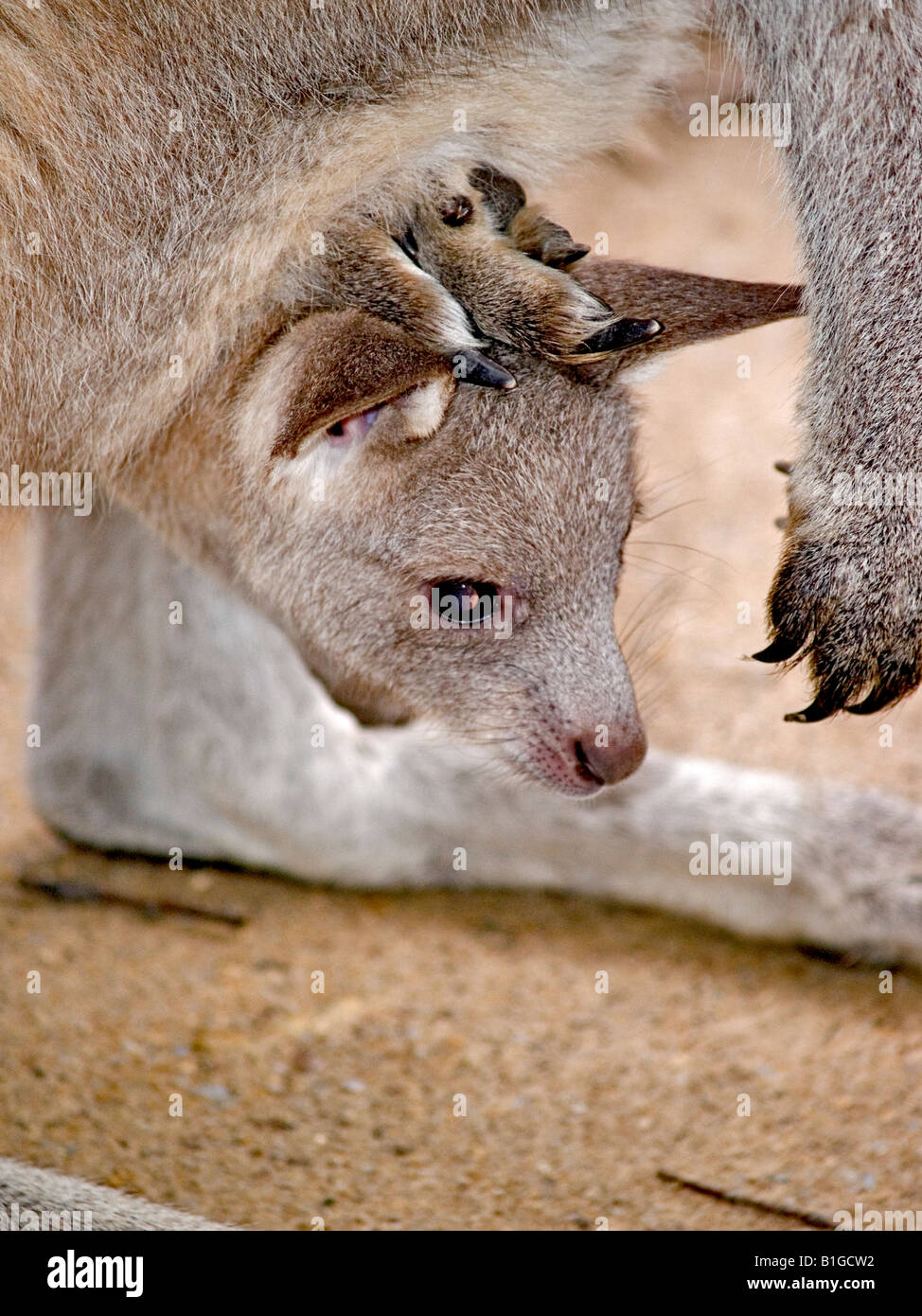 Eastern Grey kangaroo joey Macropus giganteus in pouch Snowy Mountains ...