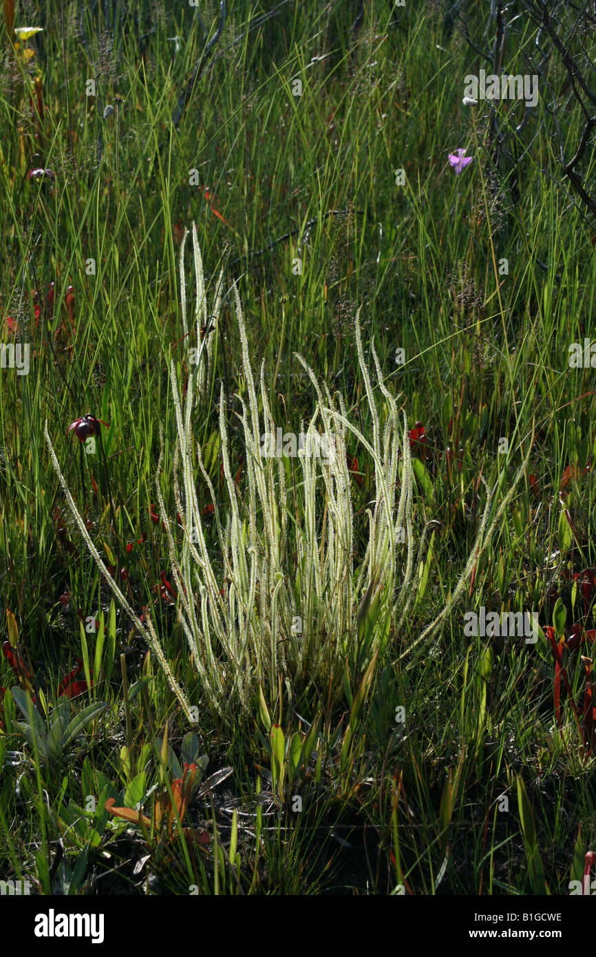 Thread-leaved Sundews Drosera filiformis var tracyi Florida USA Stock ...