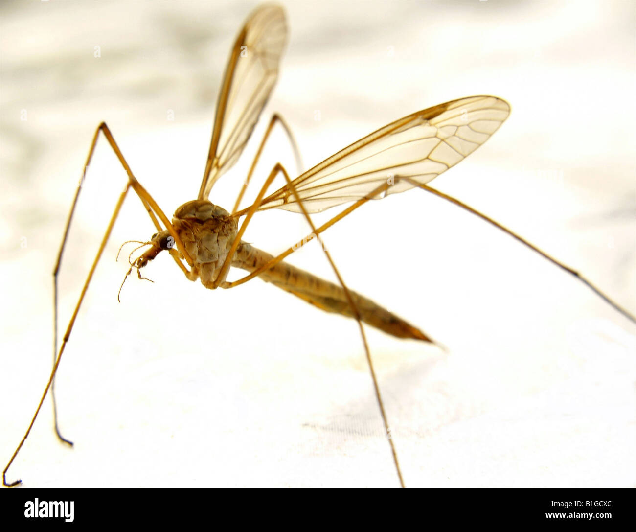 Closeup detail of a mosquito Stock Photo - Alamy