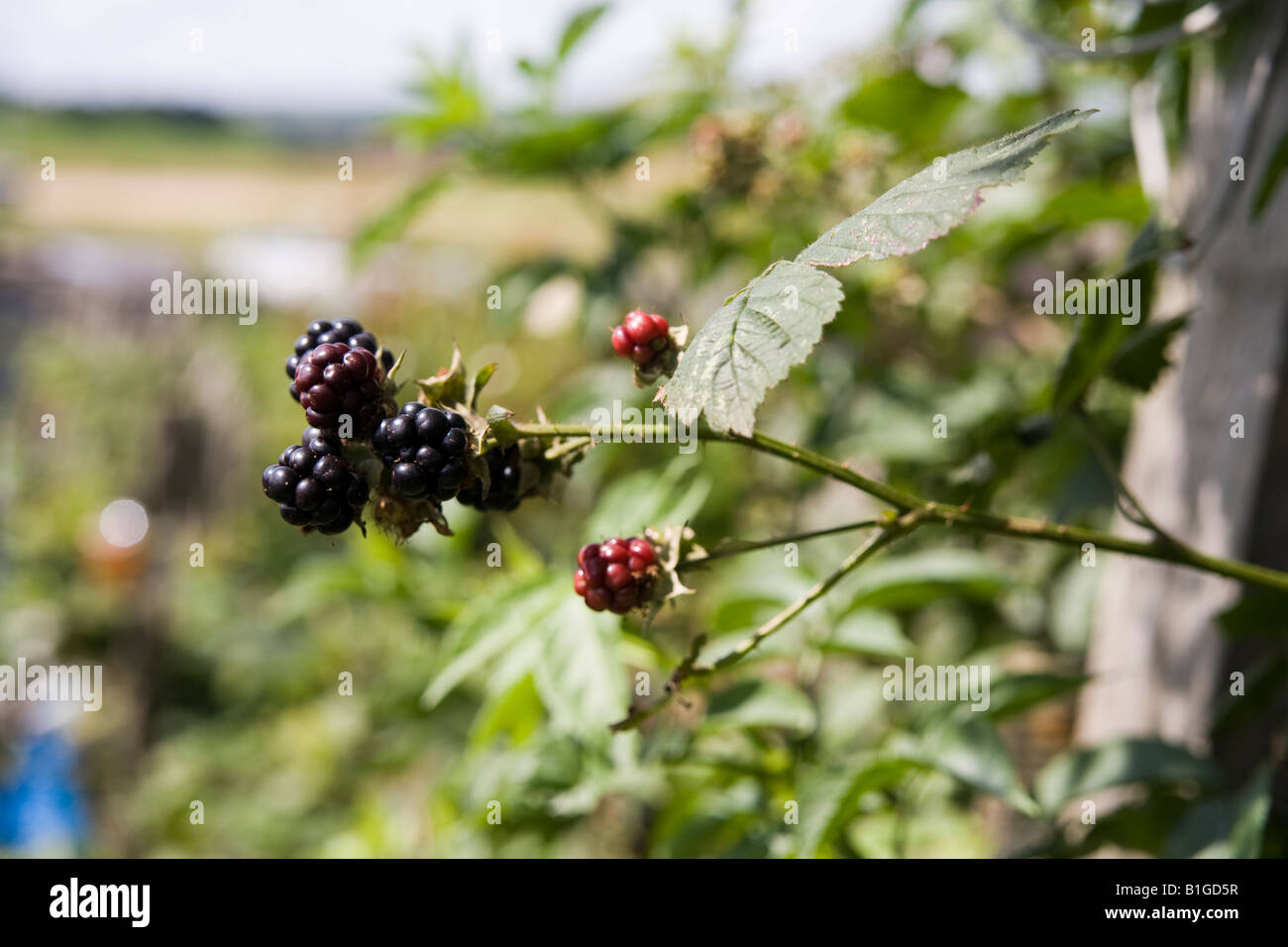 Wild bramble blackberries Stock Photo - Alamy