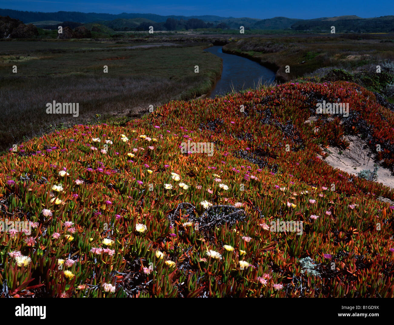 Pescadero marsh hi-res stock photography and images - Alamy