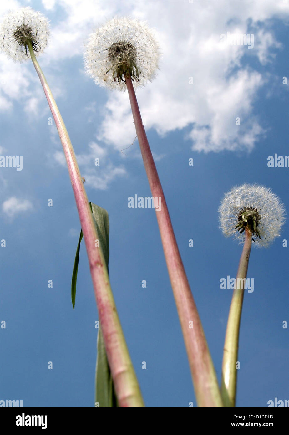 Dandelion geometry hi-res stock photography and images - Alamy