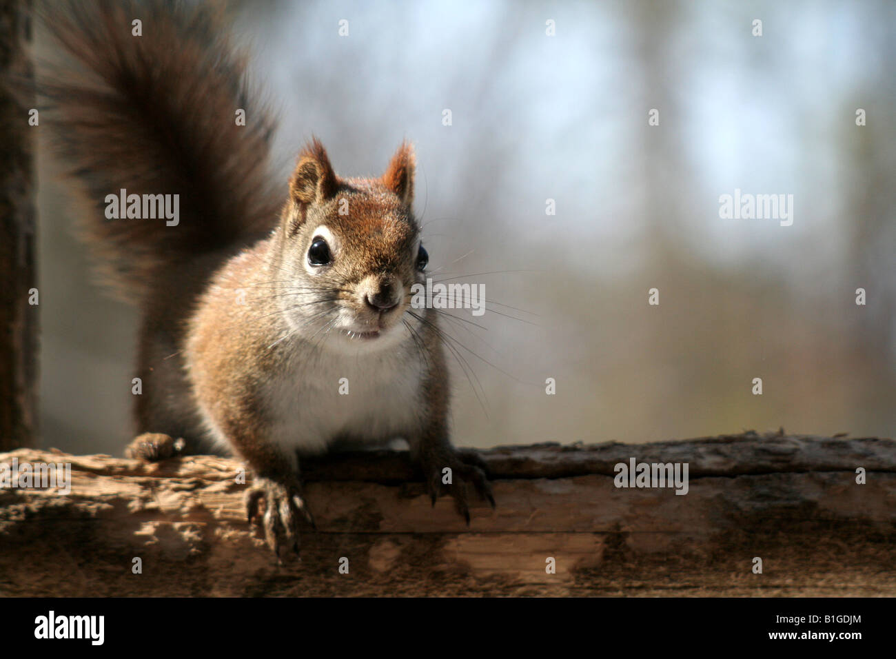 Startled Red Squirrel Stock Photo - Alamy