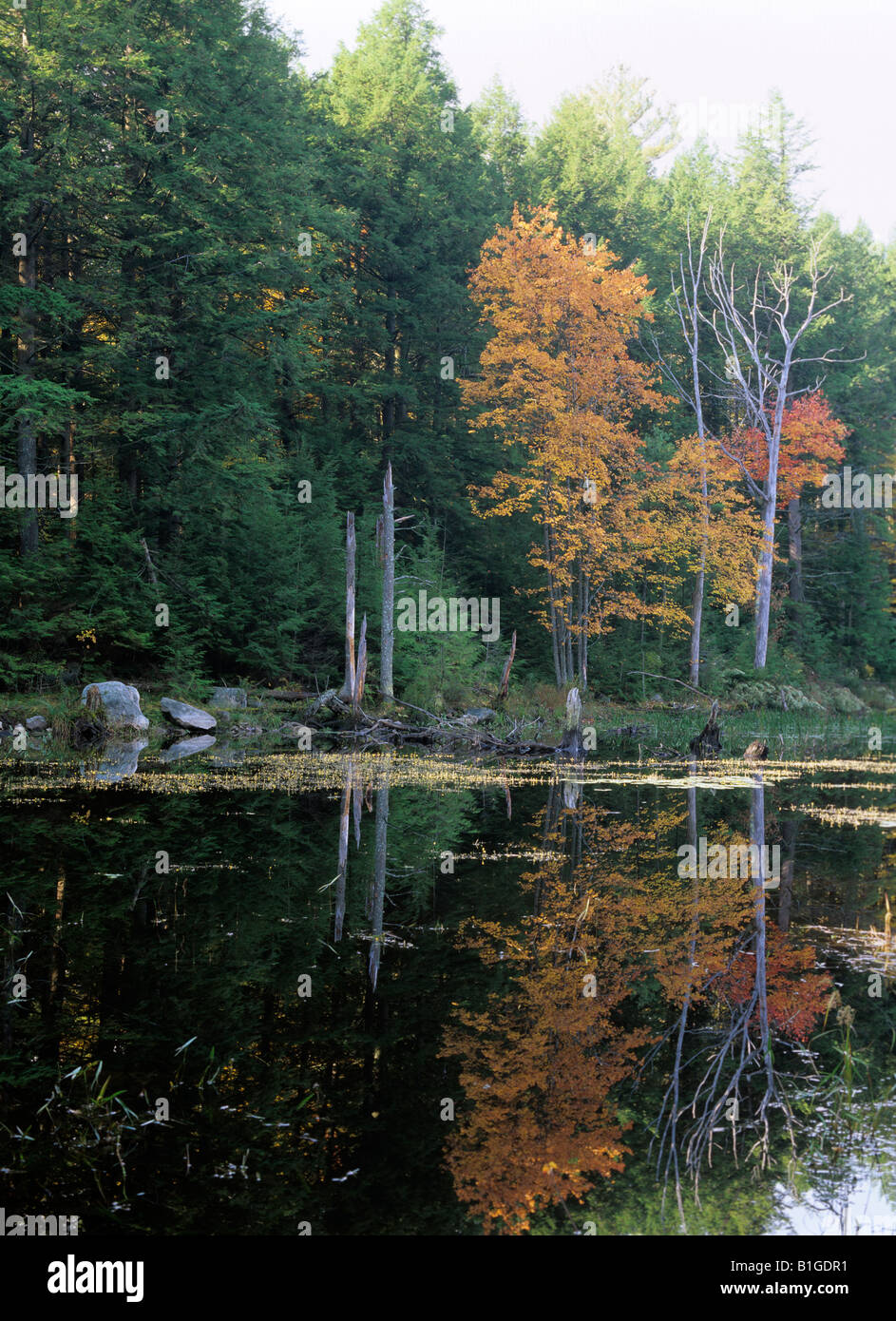 Fall colors around a wetlands area in New Hampshire USA which is part ...
