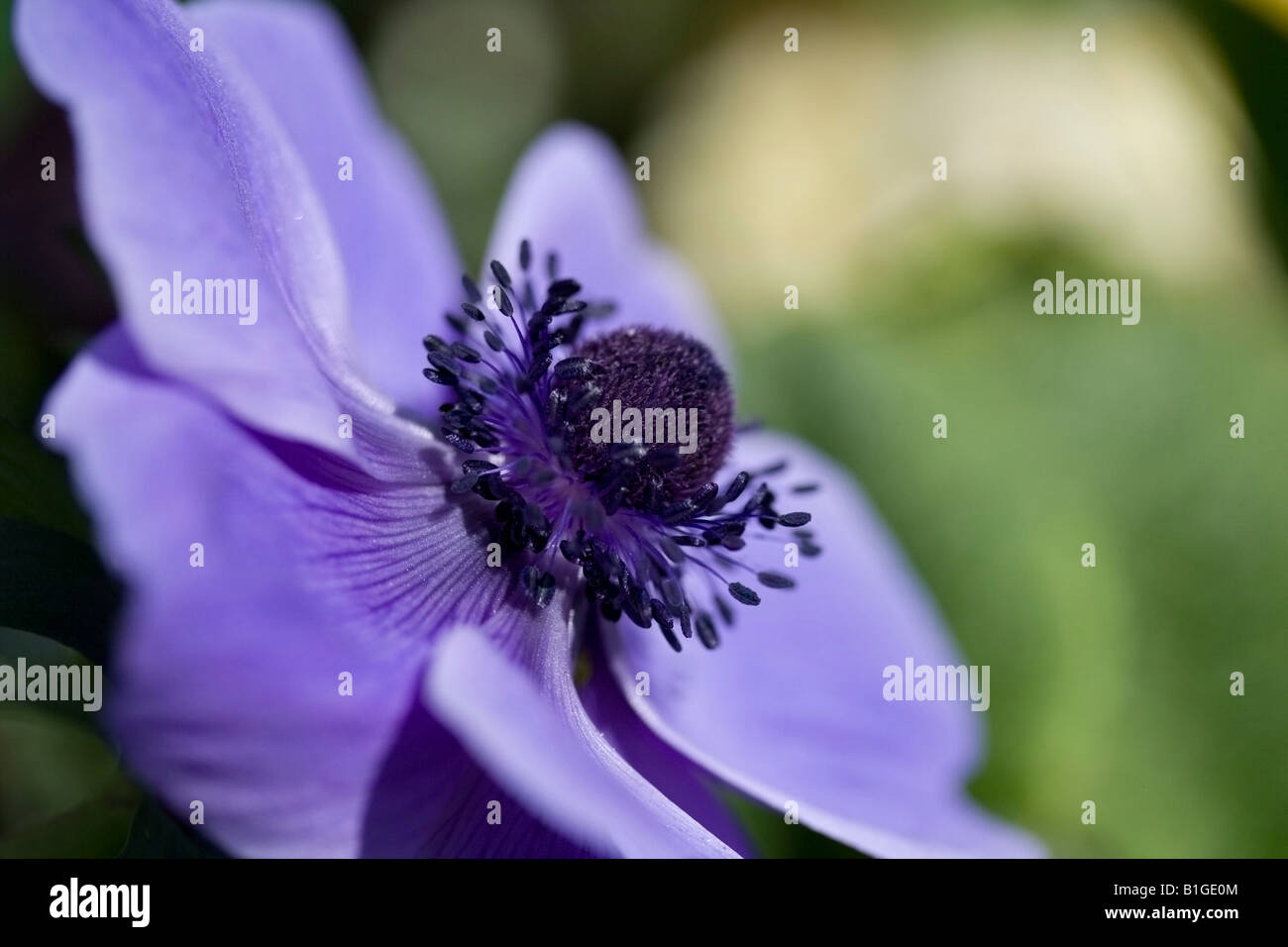 Rare flower up close hi-res stock photography and images - Alamy