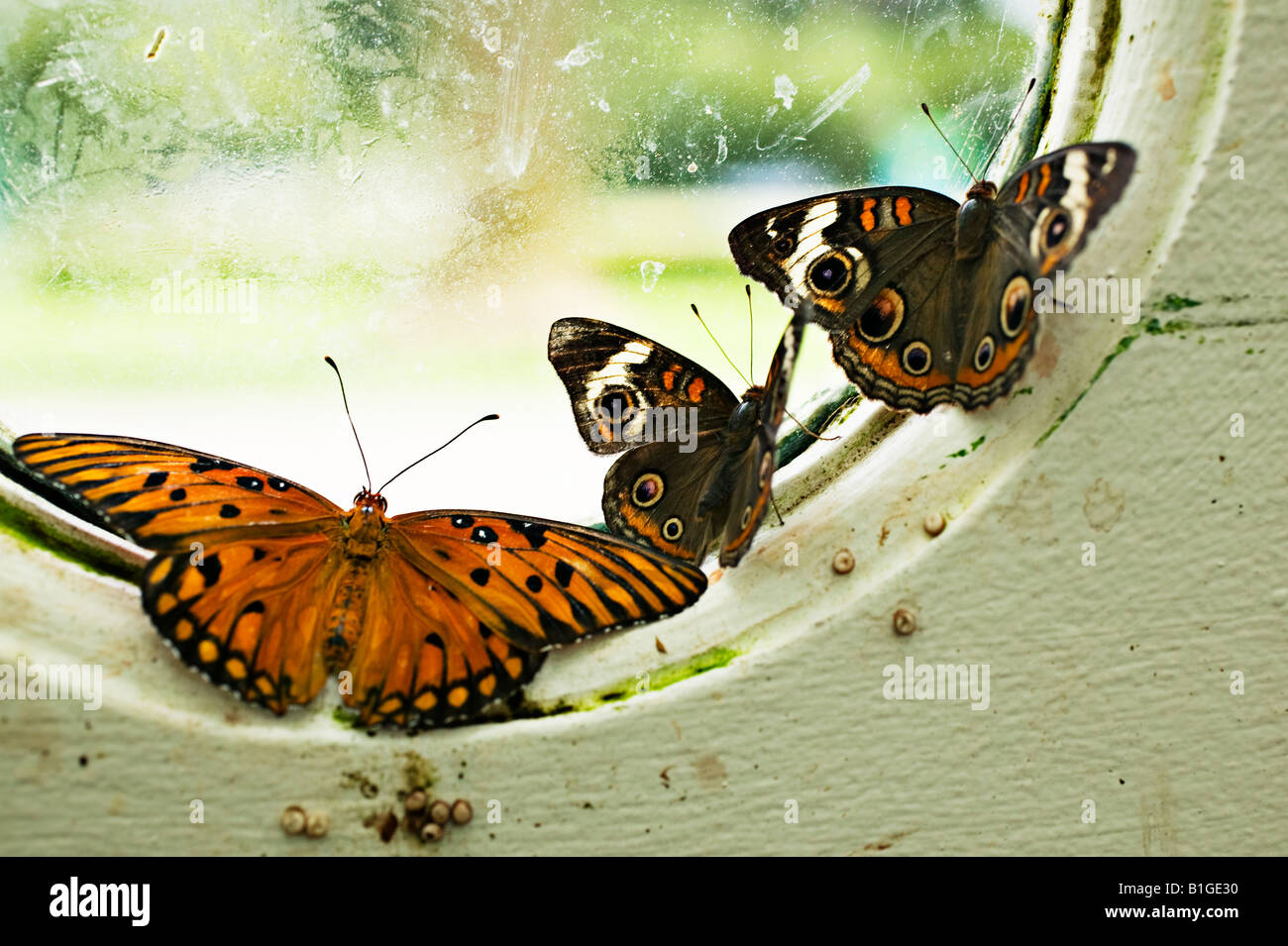 Three butterflies resting on windowsill Stock Photo - Alamy