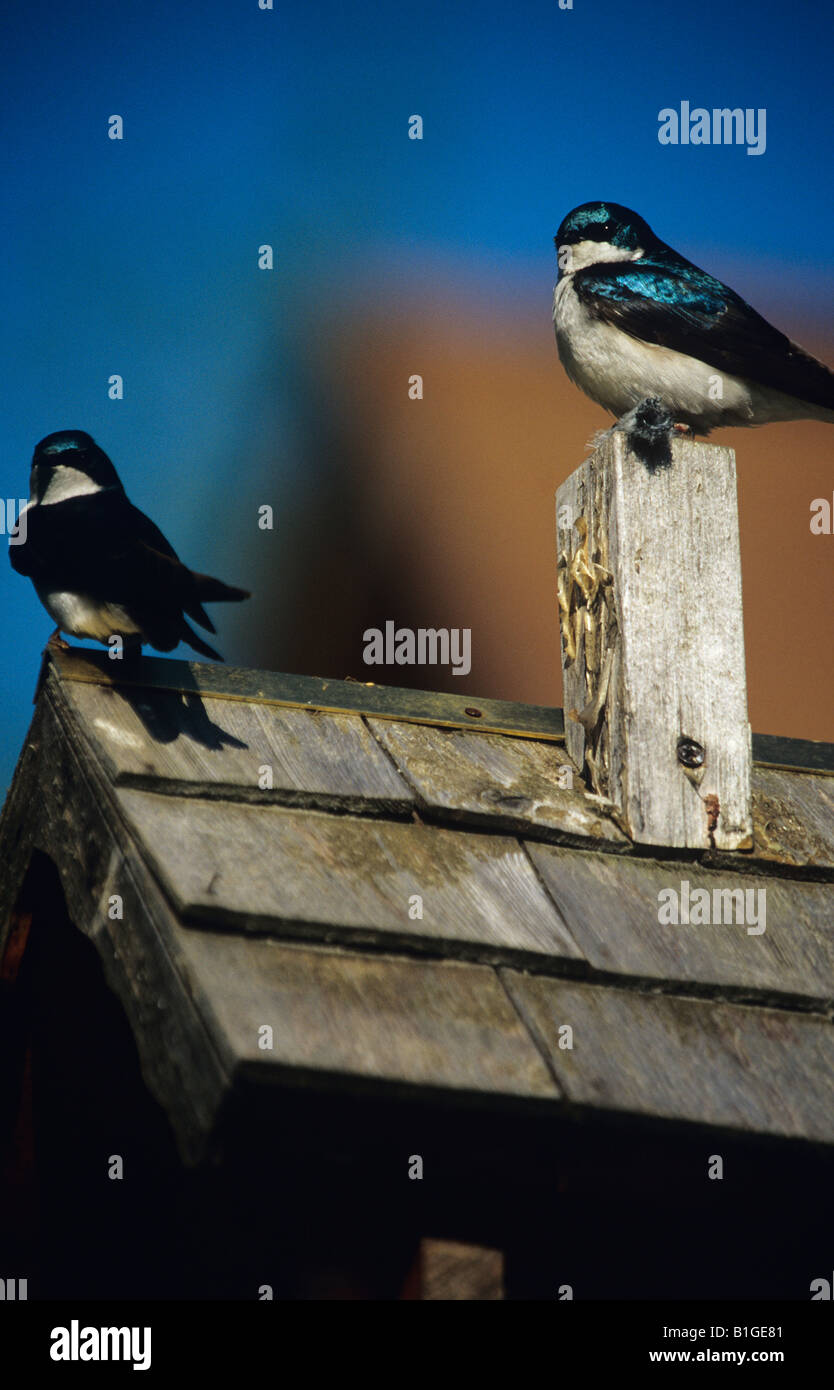 Tree Swallows on bird house Stock Photo - Alamy