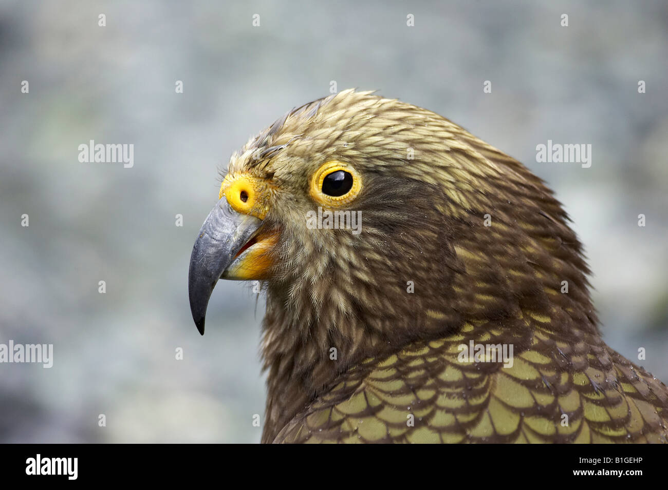 Kea New Zealand Alpine Parrot Nestor notabilis Milford Road Fiordland ...