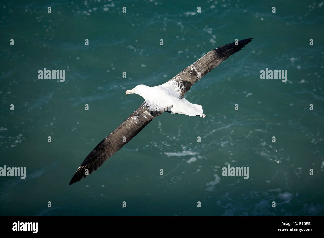 Royal Albatross Taiaroa Head Otago Peninsula Dunedin South Island New ...