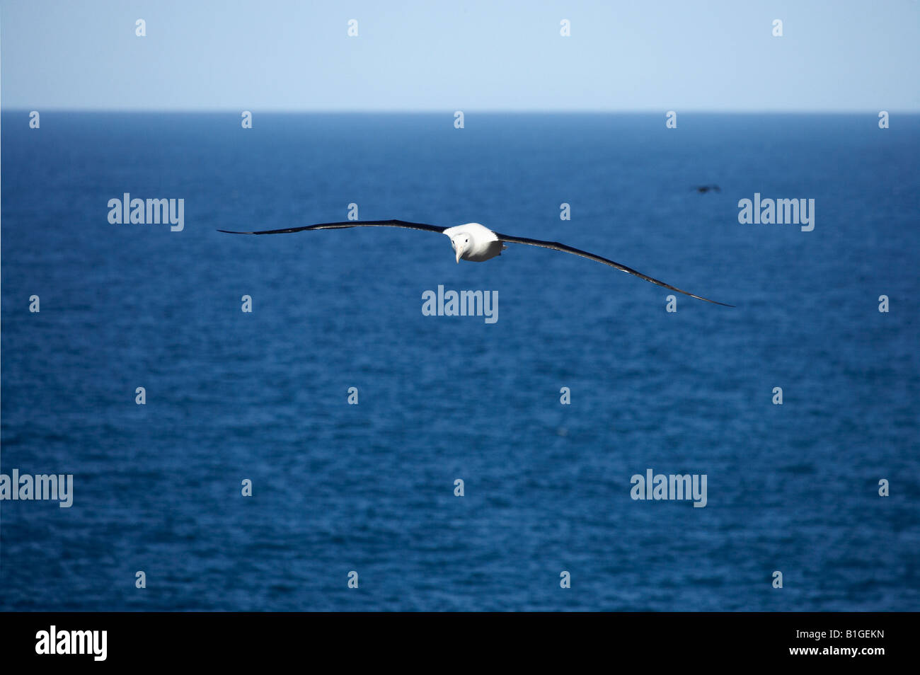 Royal Albatross Taiaroa Head Otago Peninsula Dunedin South Island New ...