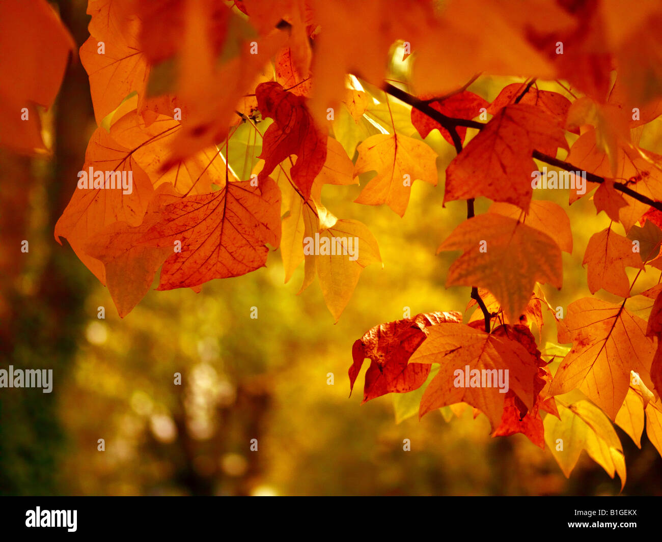 Golden light on leaves hi-res stock photography and images - Alamy