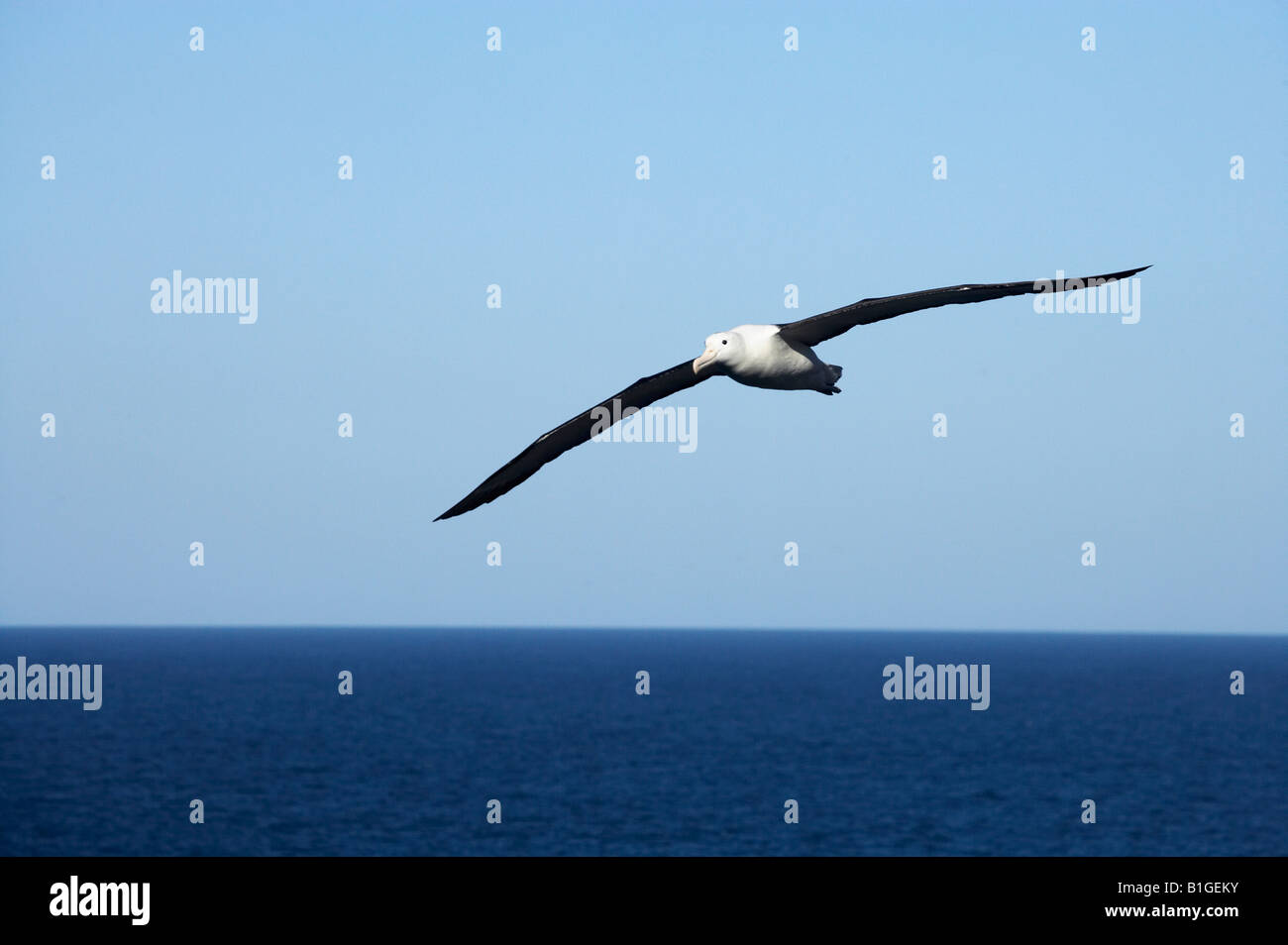 Royal Albatross Taiaroa Head Otago Peninsula Dunedin South Island New ...