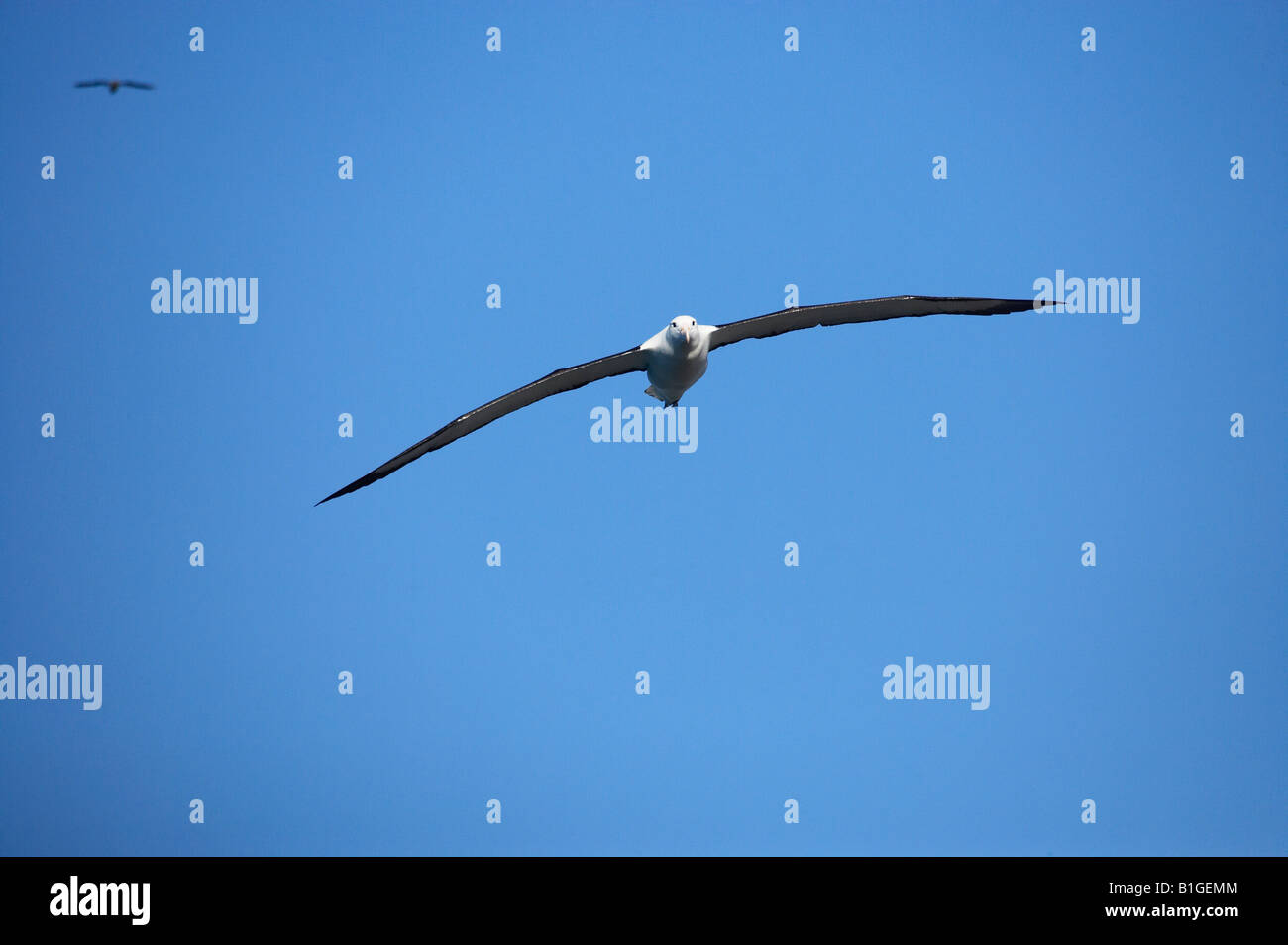 Royal Albatross Taiaroa Head Otago Peninsula Dunedin South Island New ...