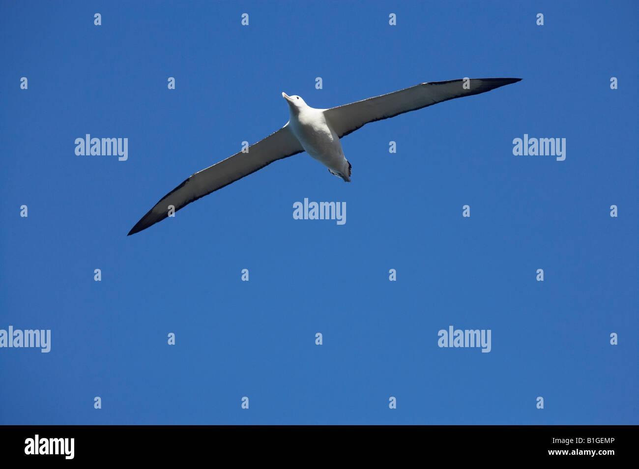 Royal Albatross Taiaroa Head Otago Peninsula Dunedin South Island New ...