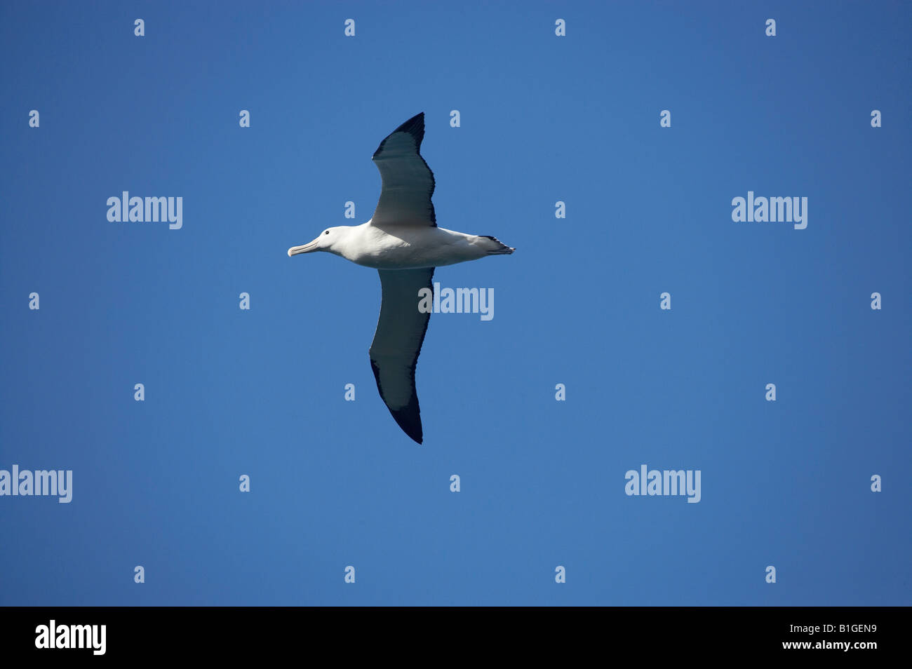 Royal Albatross Taiaroa Head Otago Peninsula Dunedin South Island New ...