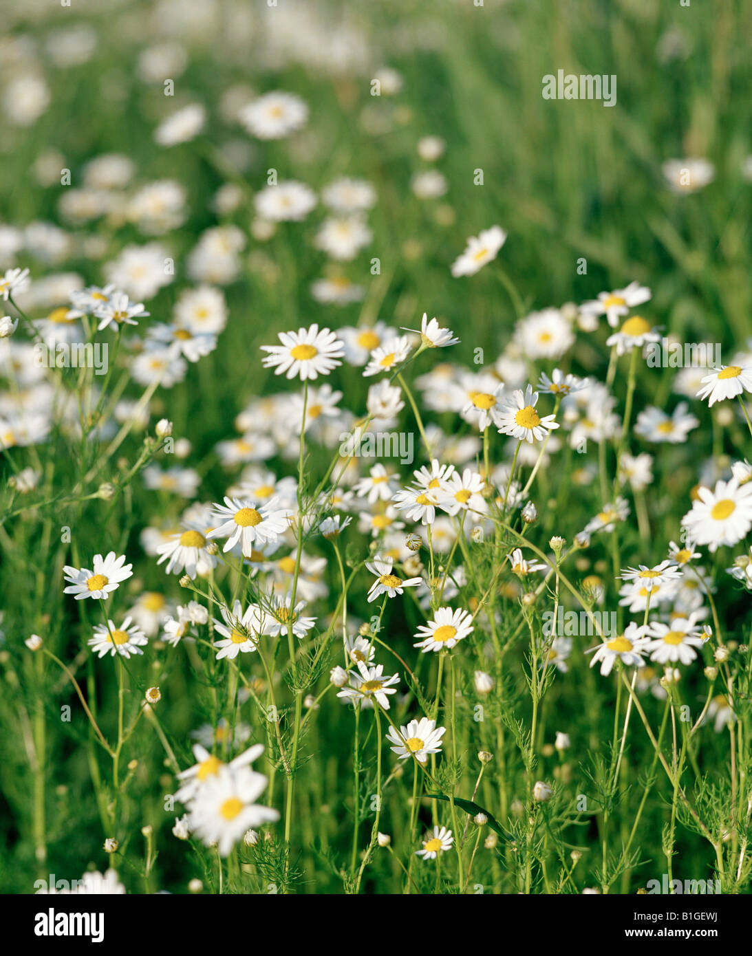 Oxeye daisy flowers in a field Leucanthemum vulgare Stock Photo - Alamy
