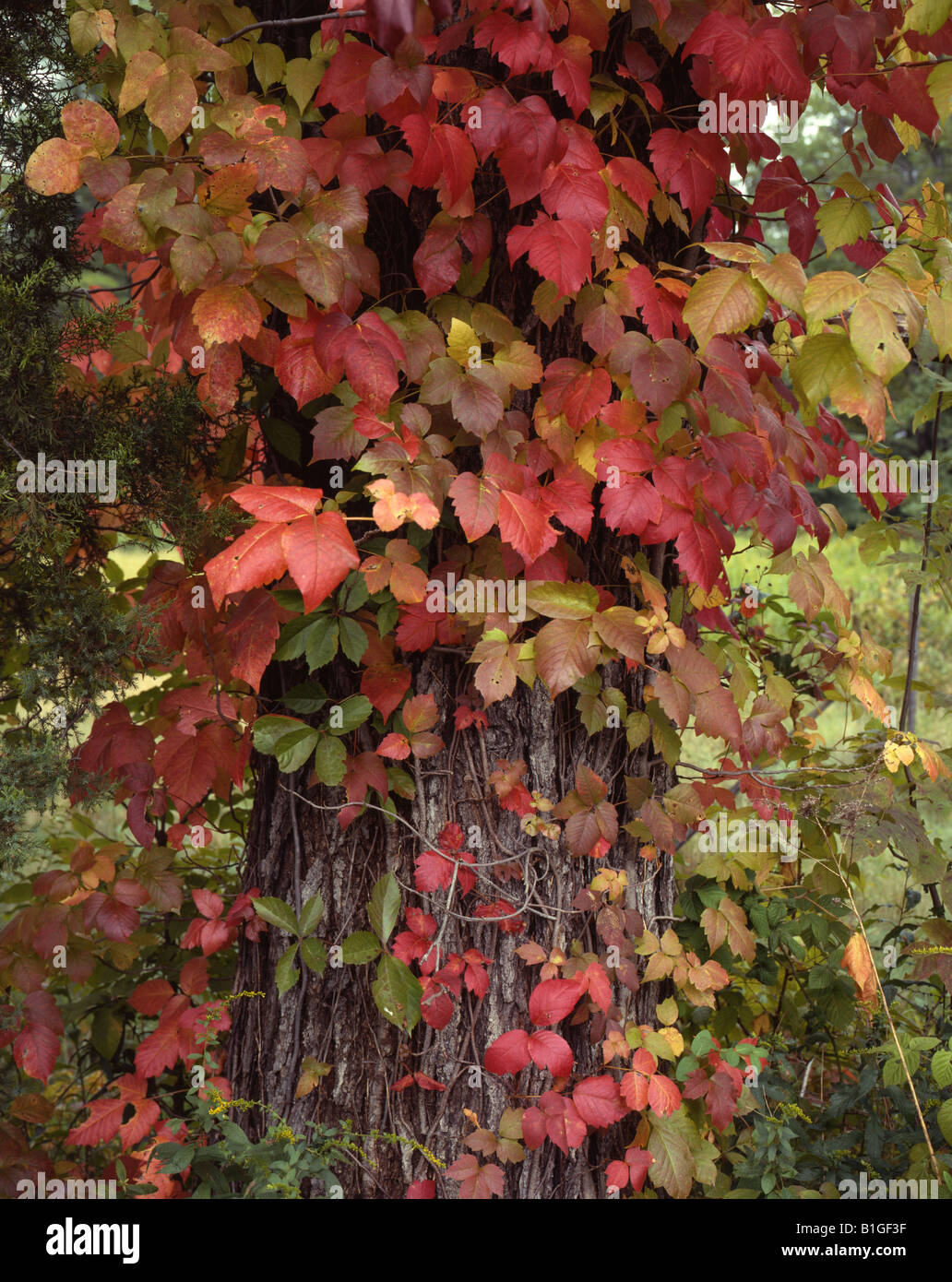 American creeper hi-res stock photography and images - Alamy