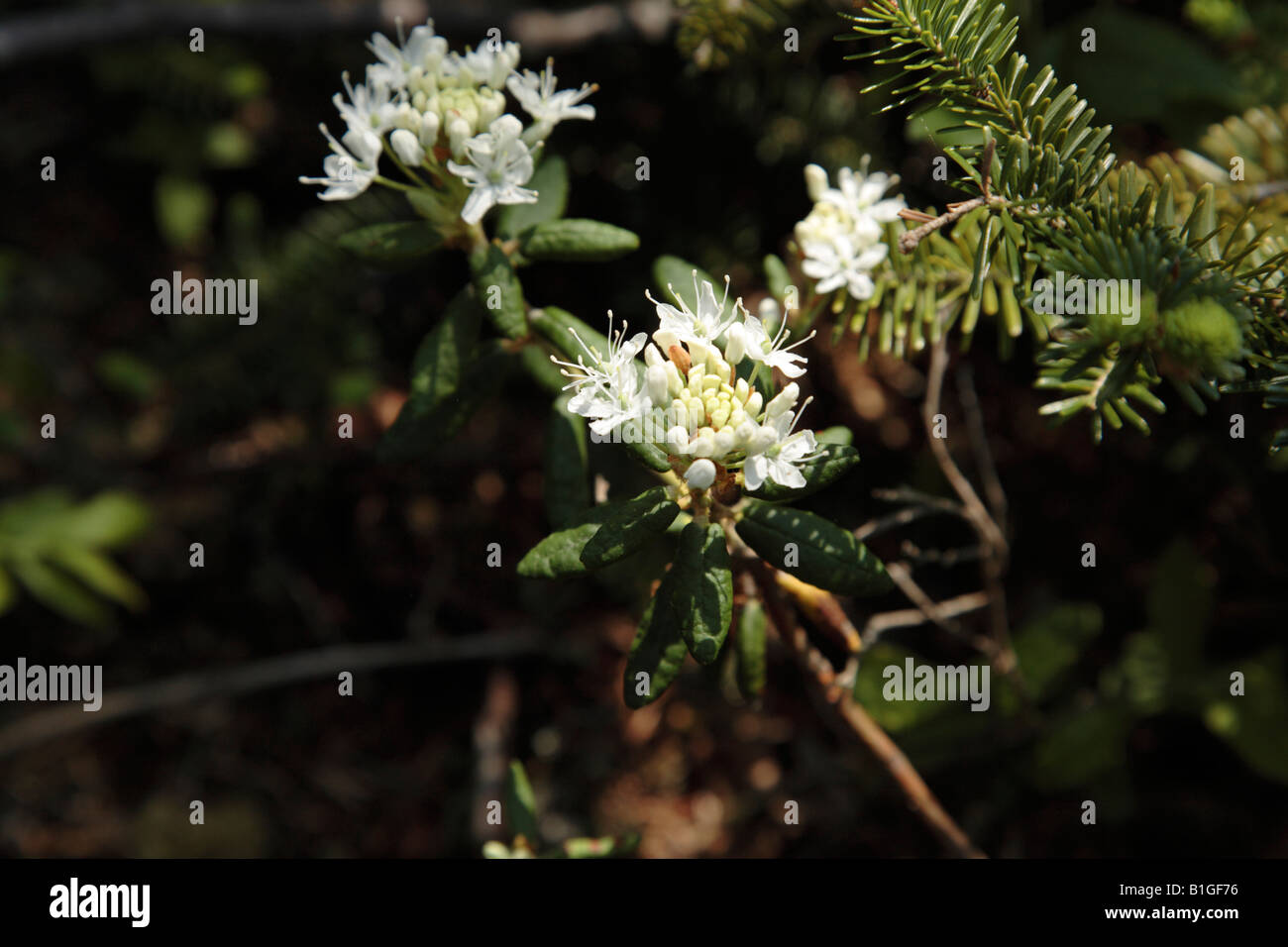 New Hampshire-- Labrador Tea-- White Mountains Stock Photo - Alamy