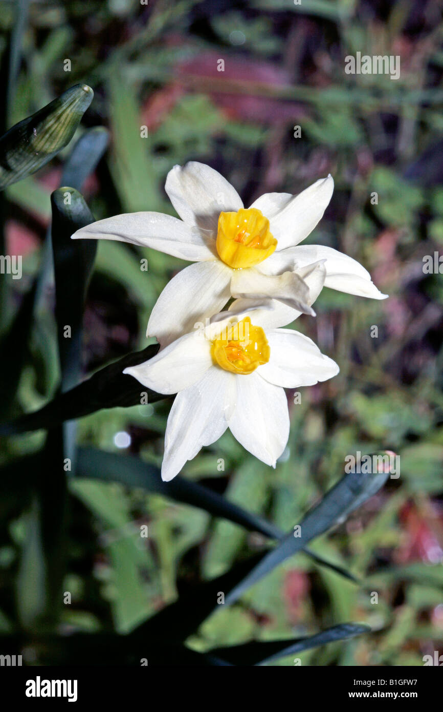 Daffodil/Jonquil/Narcissus- Narcissus species-Family Amaryllidaceae ...