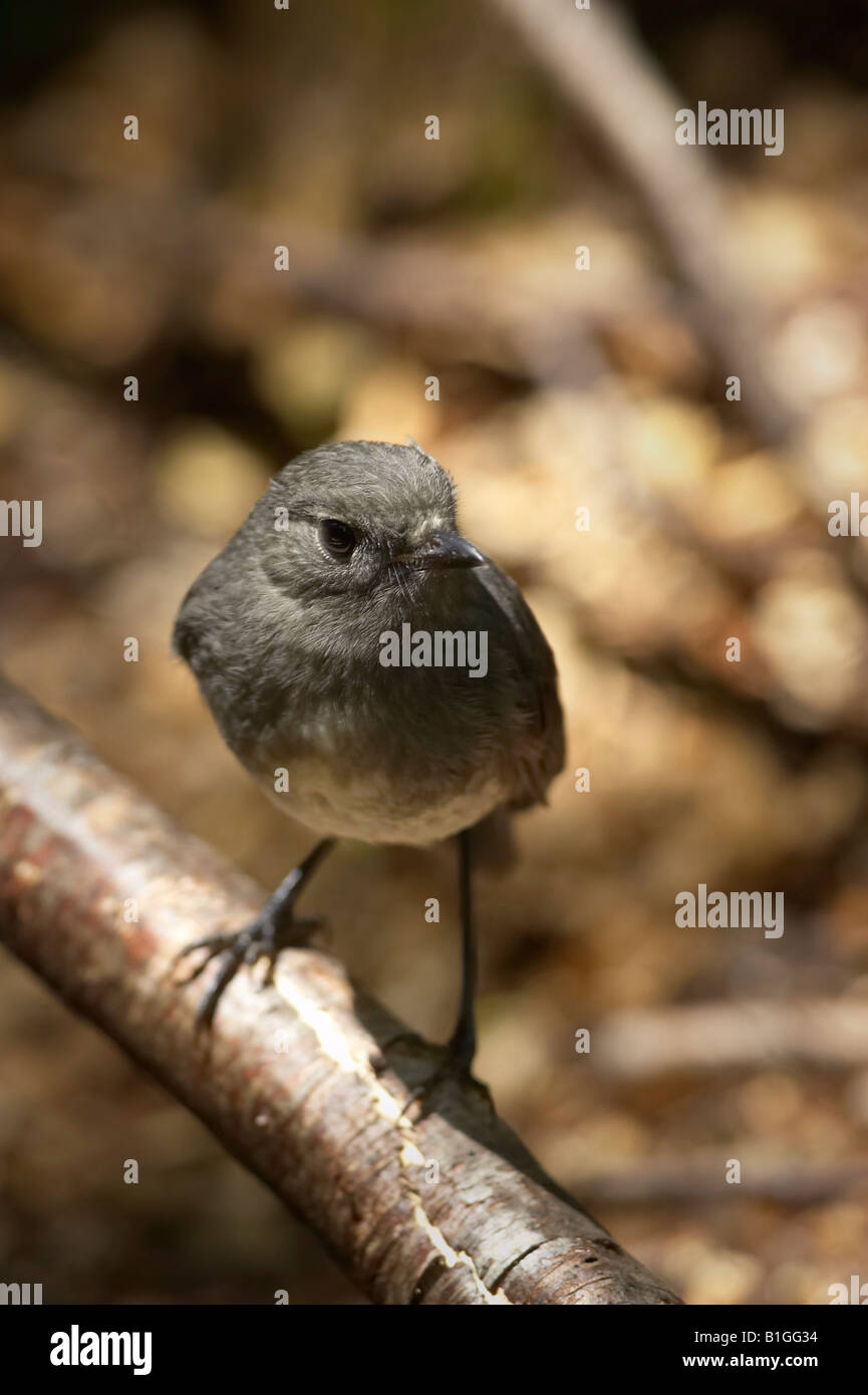 Native Robin High Resolution Stock Photography and Images - Alamy