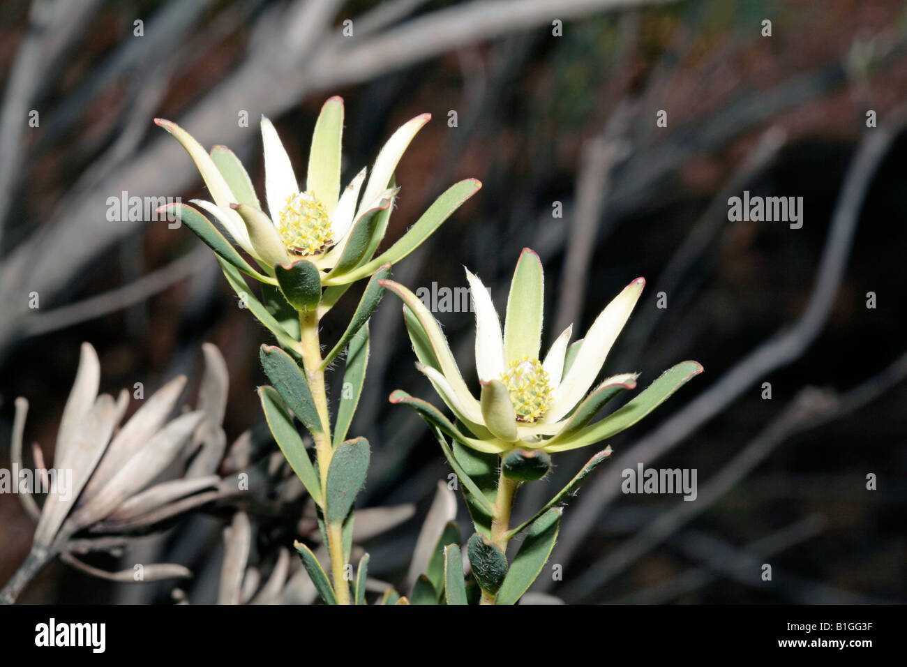 Leucadendrons High Resolution Stock Photography and Images - Alamy