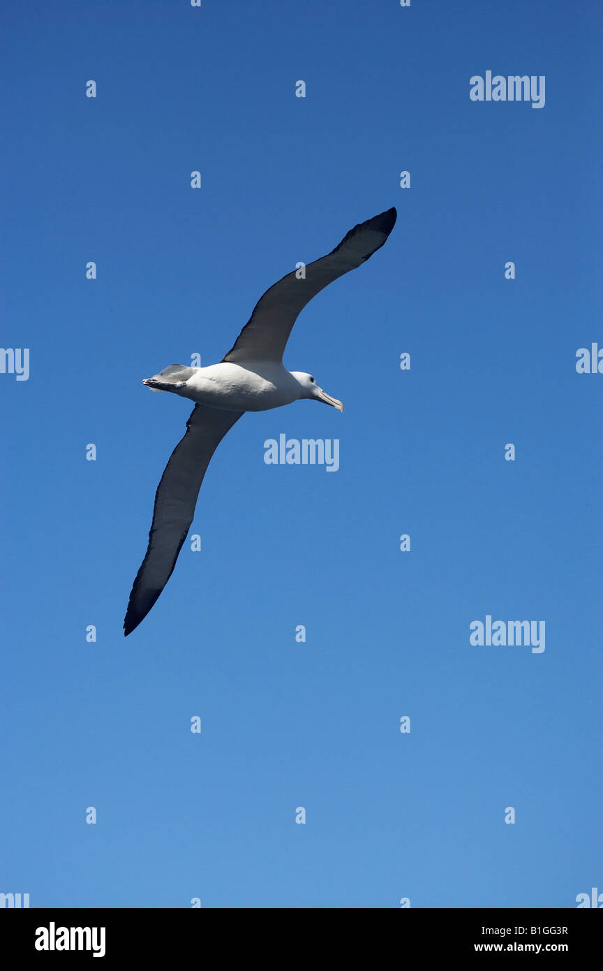 Royal Albatross Taiaroa Head Otago Peninsula Dunedin South Island New ...