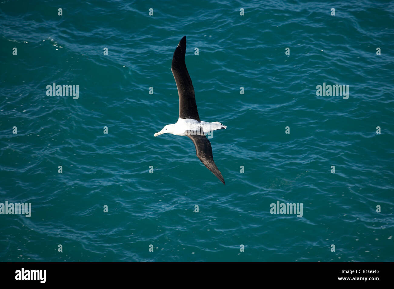 Royal Albatross Taiaroa Head Otago Peninsula Dunedin South Island New ...