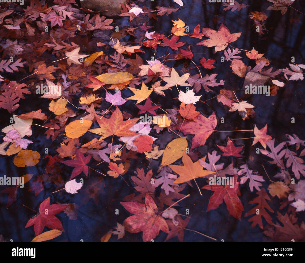Fall Leaves Floating in a Brook Stock Photo - Alamy