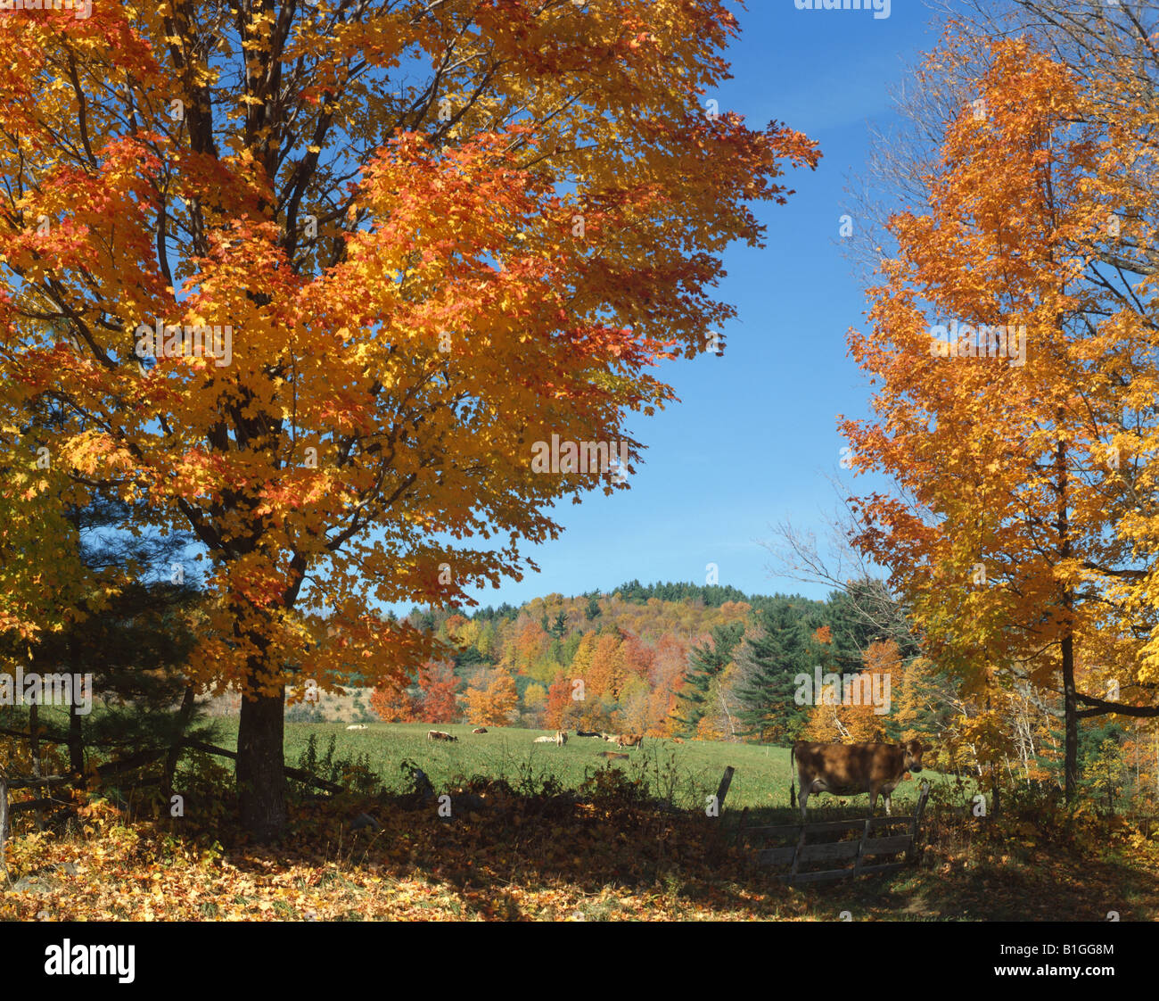 New England Pasture with a Cow by the Fence Stock Photo - Alamy