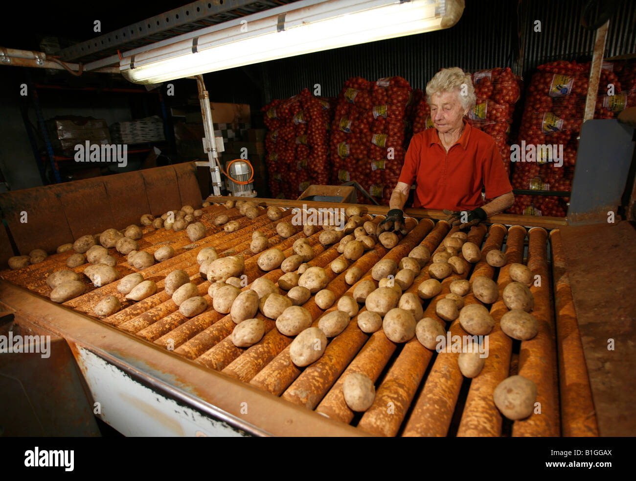Elderly lady grading potatoes prior to packing, Dorrigo NSW Australia ...