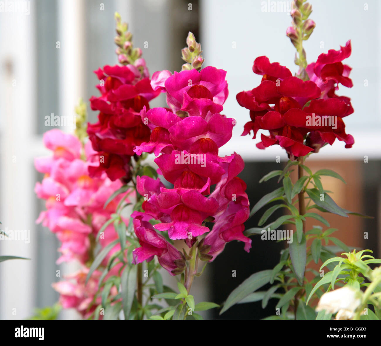 Snapdragon flowers in a garden in Central Florida Stock Photo - Alamy