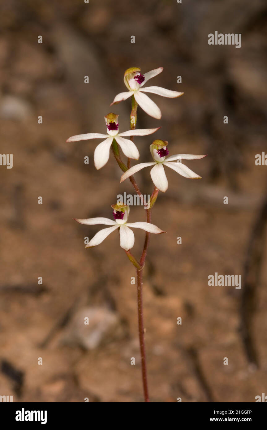 Australian native caladenia ground orchid hi-res stock photography and ...