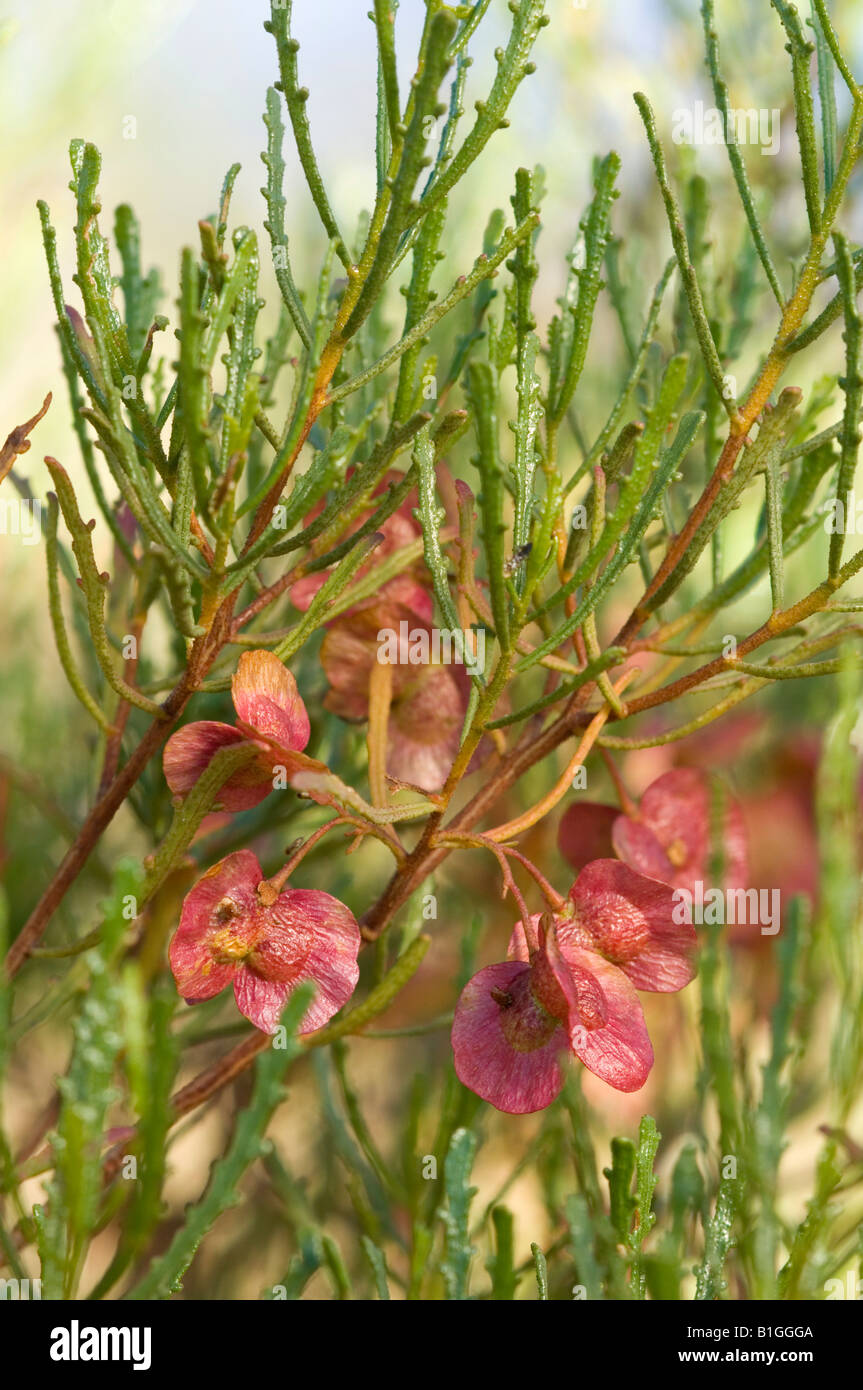 Native Australian hop-bush Stock Photo - Alamy