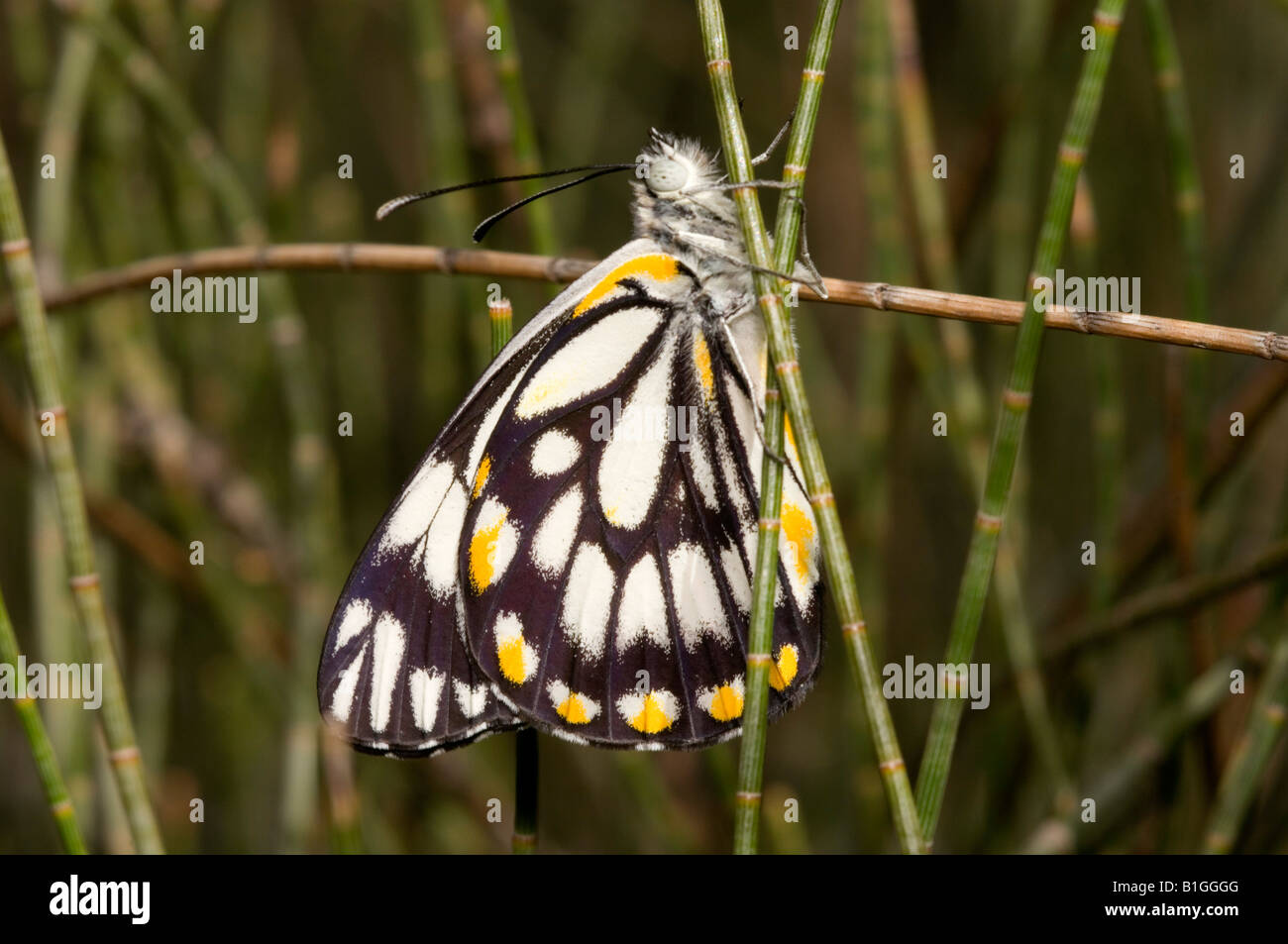 Australian caper white butterfly Stock Photo - Alamy