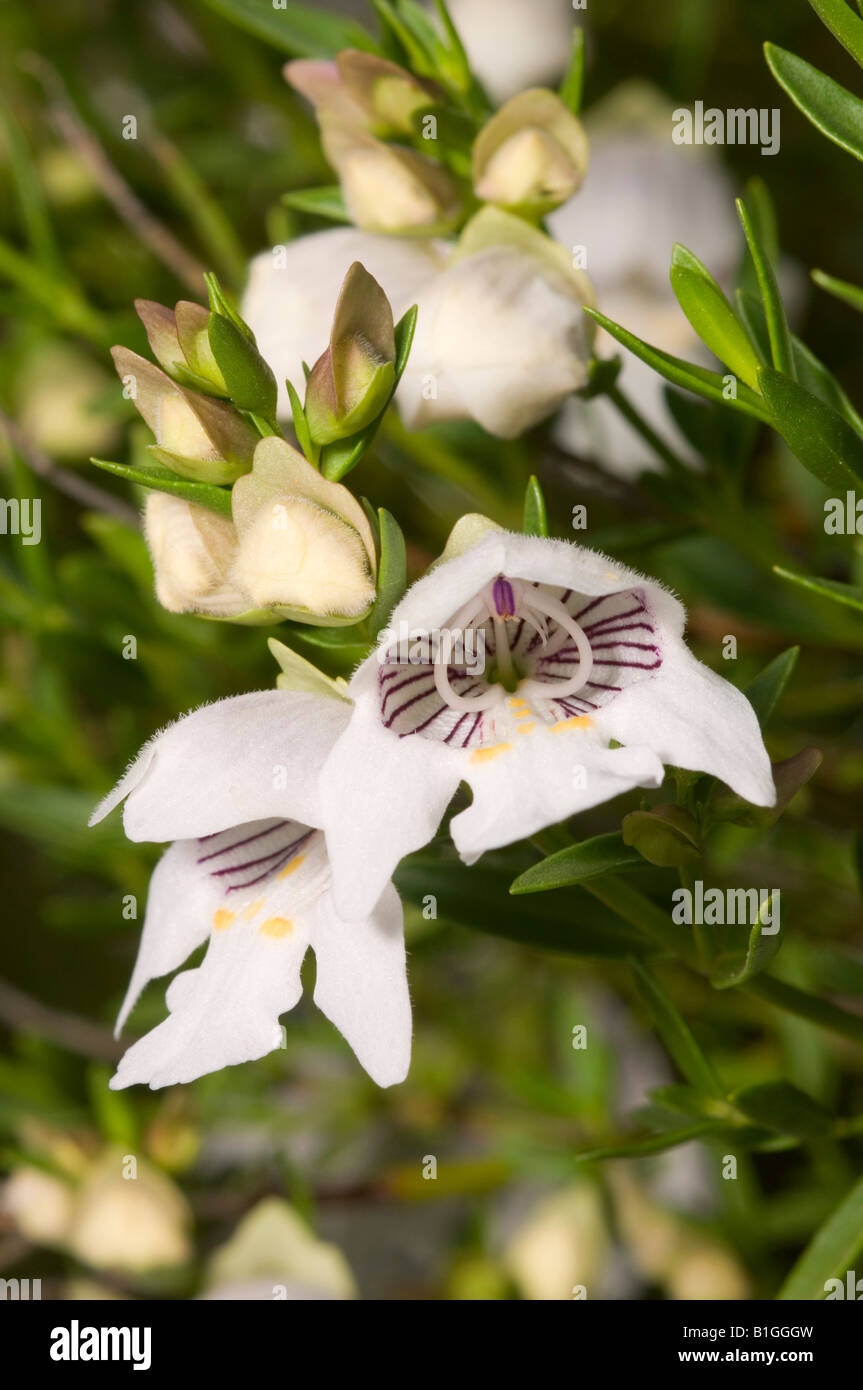 Australian native mint bush flower, known as Jockey's Cap Stock Photo ...