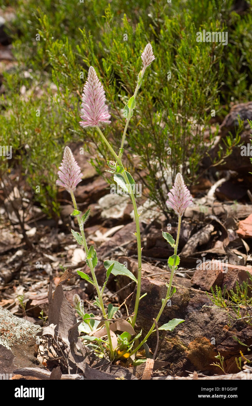 Australian native flower, Pink mulla mulla Stock Photo - Alamy