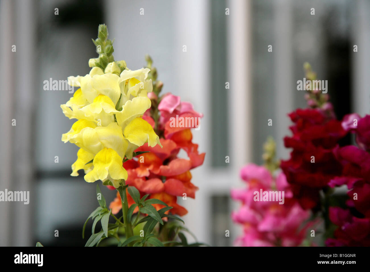 Snapdragon flowers in a garden in Central Florida Stock Photo - Alamy