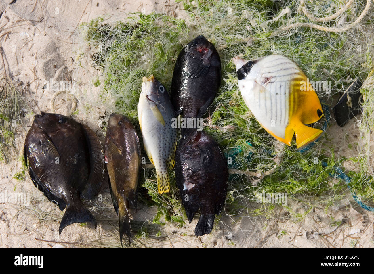 Mozambique fish hi-res stock photography and images - Alamy