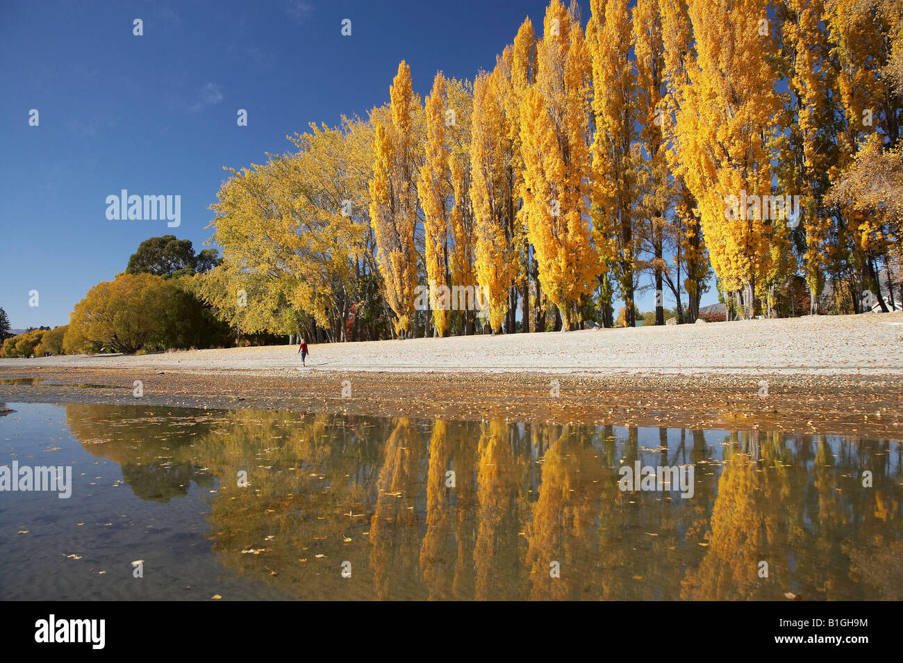 Poplar tree lake hi-res stock photography and images - Alamy