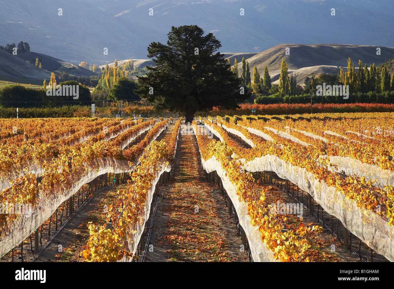 The wooing hi-res stock photography and images - Alamy