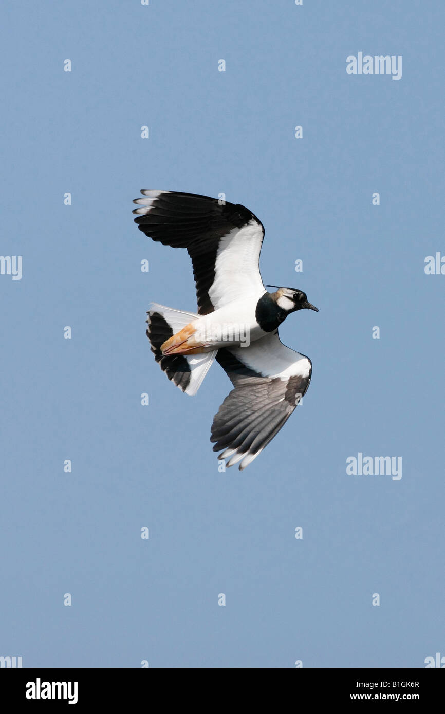 Lapwing north yorkshire hi-res stock photography and images - Alamy