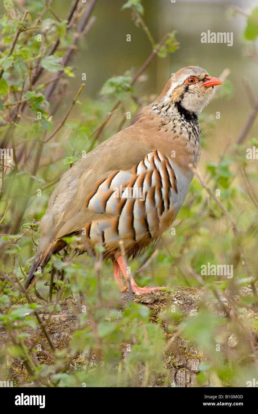 Red Legged Partridge ( alectoris rufa Stock Photo - Alamy